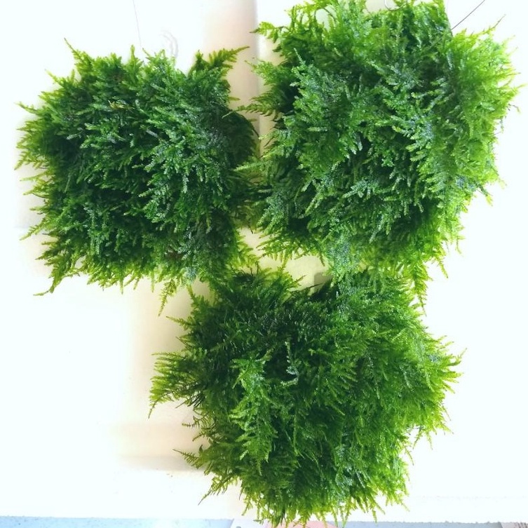 Mini Christmas Moss (5cm x 5cm) / Aquarium plant / Low Tech | Shopee ...