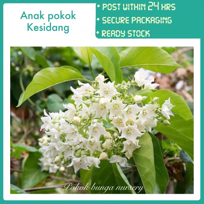 PBN - kesidang - pokok bunga nursery vallaris glabra bread flower kerak ...