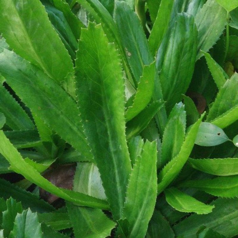 Daun Ketumbar Jawa (10 Helai) | Shopee Malaysia