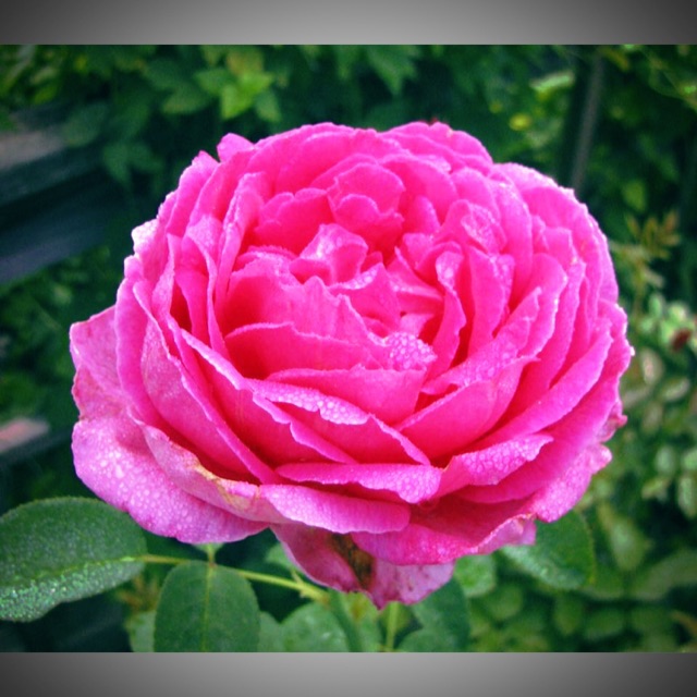 anak pokok rose maggie | Shopee Malaysia