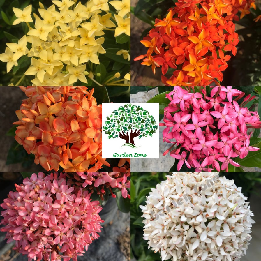 Pokok Bunga Ixora Sunkist/ Pokok Jenjarum(Pokok Bunga Hidup/Pokok ...