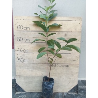 Pink Guava / Pokok Jambu Batu Kampung | Shopee Malaysia