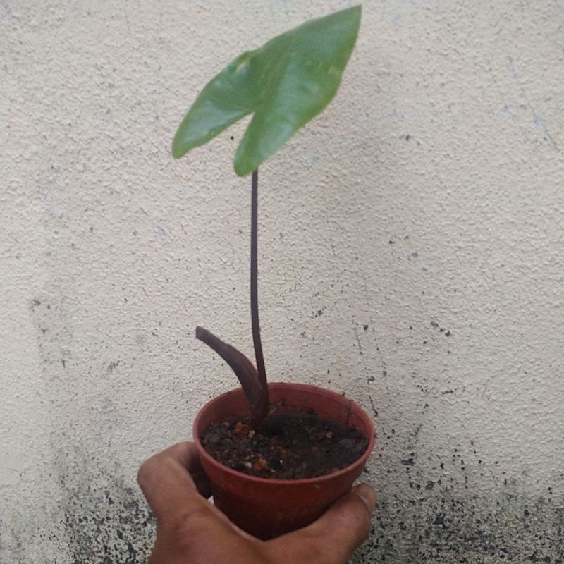 anak pokok keladi Gajah batang berwarna hitam | Shopee Malaysia