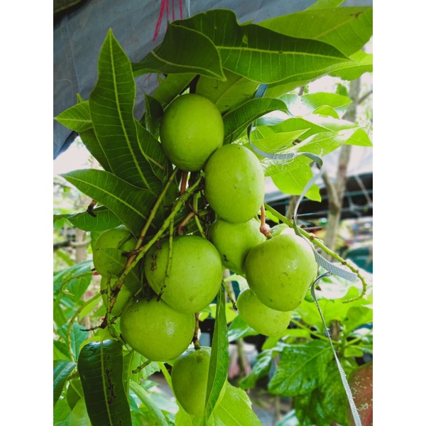 pelam muda rapuh Dari Ladang | Shopee Malaysia