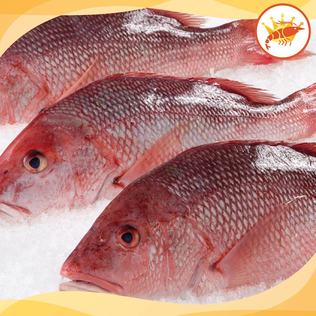 Red Snapper Fish / Ikan Merah 600-800g(SELANGOR) | Shopee Malaysia