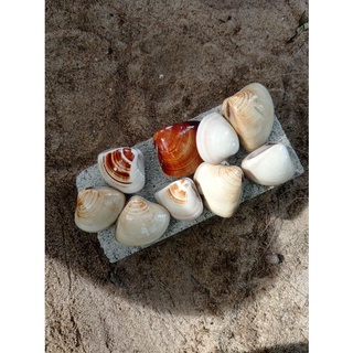 Cengkerang Kepah laut hiasan Kulit siput Seashell Natural Sea Clam ...