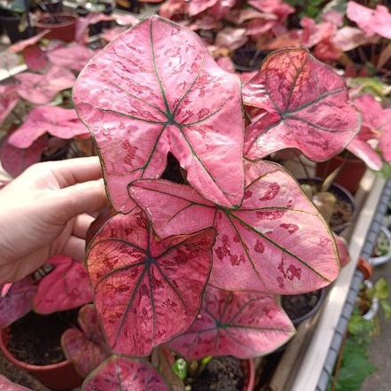 Pokok keladi siam / caladium red & pink | Shopee Malaysia