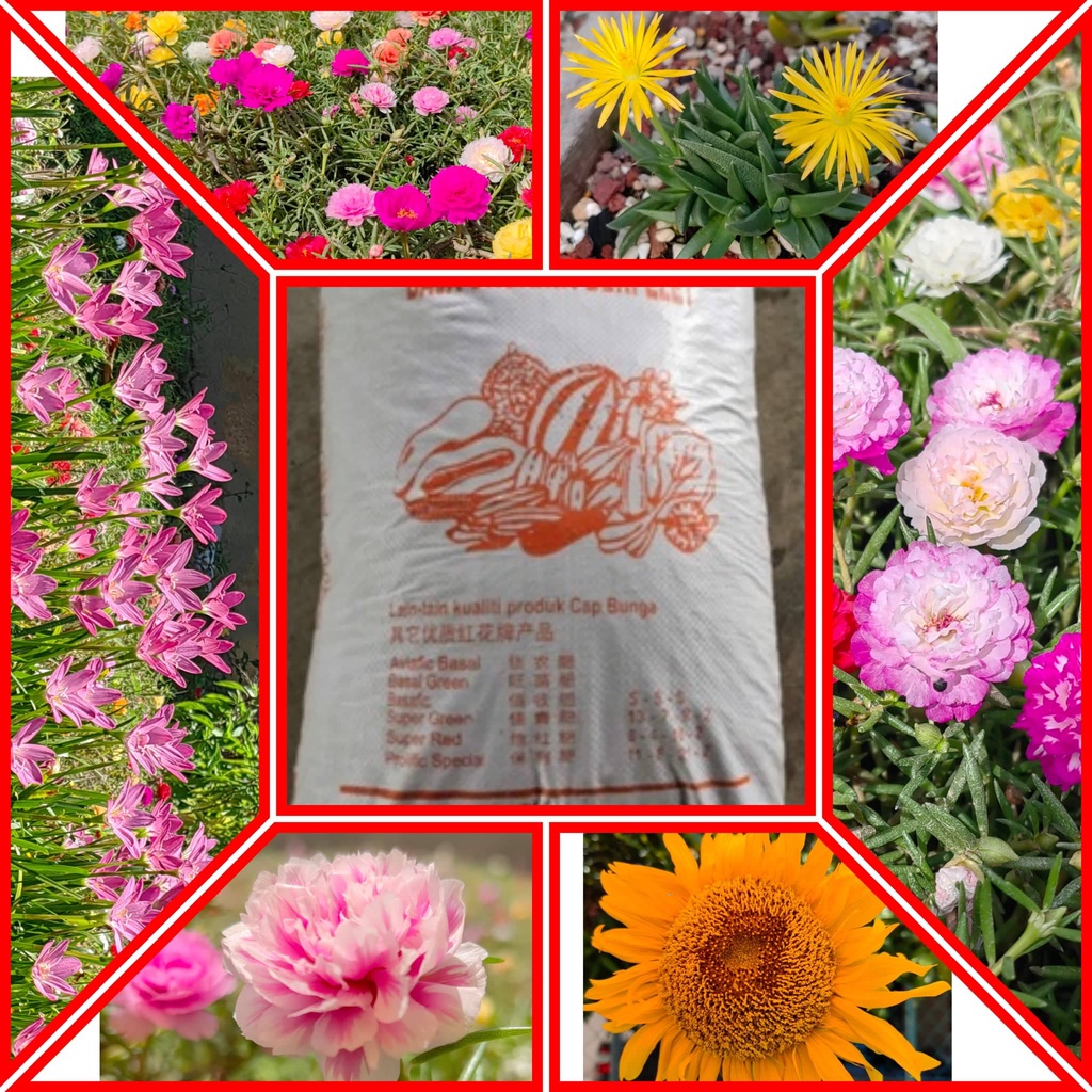 Baja Bunga Ros Jepun Dan Semua Jenis Bunga (1KG) | Shopee Malaysia