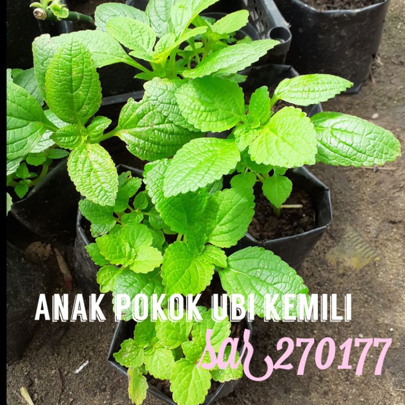 Anak Pokok Ubi Kemili | Shopee Malaysia