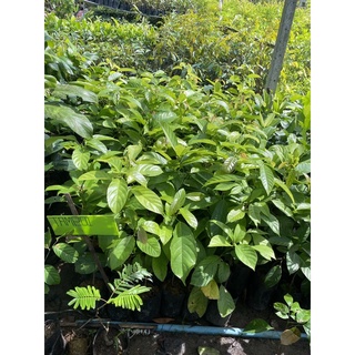 Tampoi / Pokok Hybrid / Buah Ngeke / Anak Pokok Ngeke | Shopee Malaysia