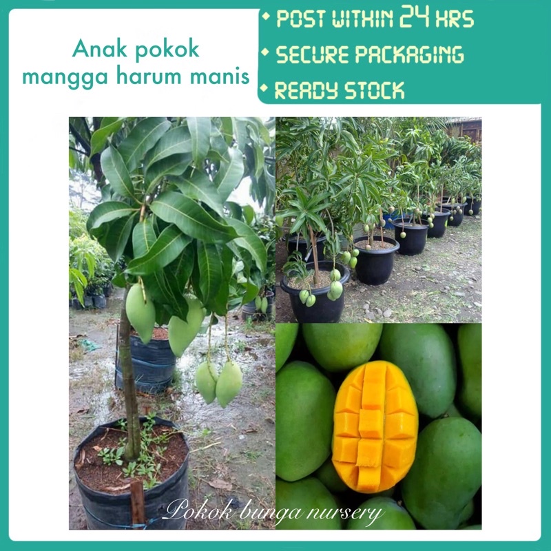 PBN - anak pokok mangga harum manis - pokok bunga nursery cepat rajin ...