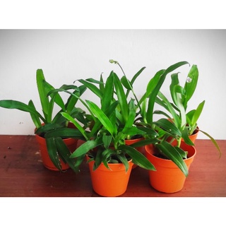 Rumput Siti Khadijah/Rumput Beijing/Rumput Cina | Shopee Malaysia