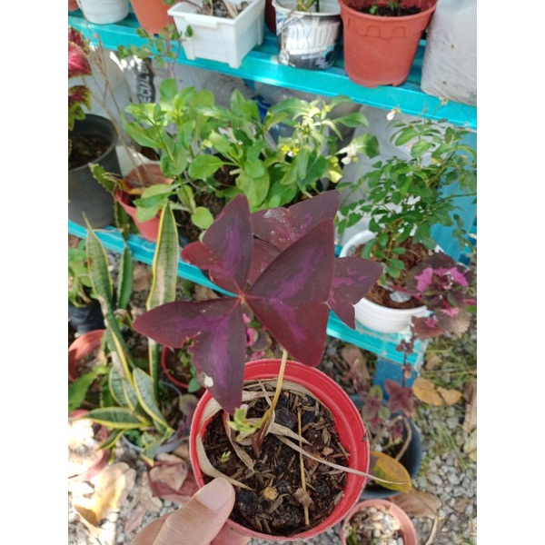 oxalis triangularis / pokok rama-rama | Shopee Malaysia