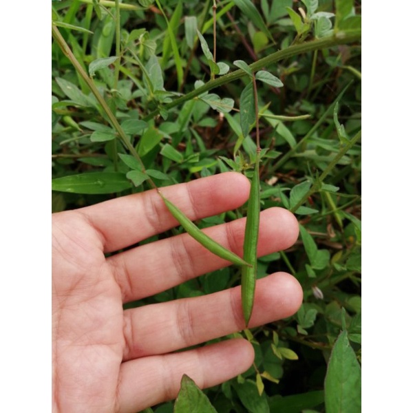 anak pokok maman liar | Shopee Malaysia