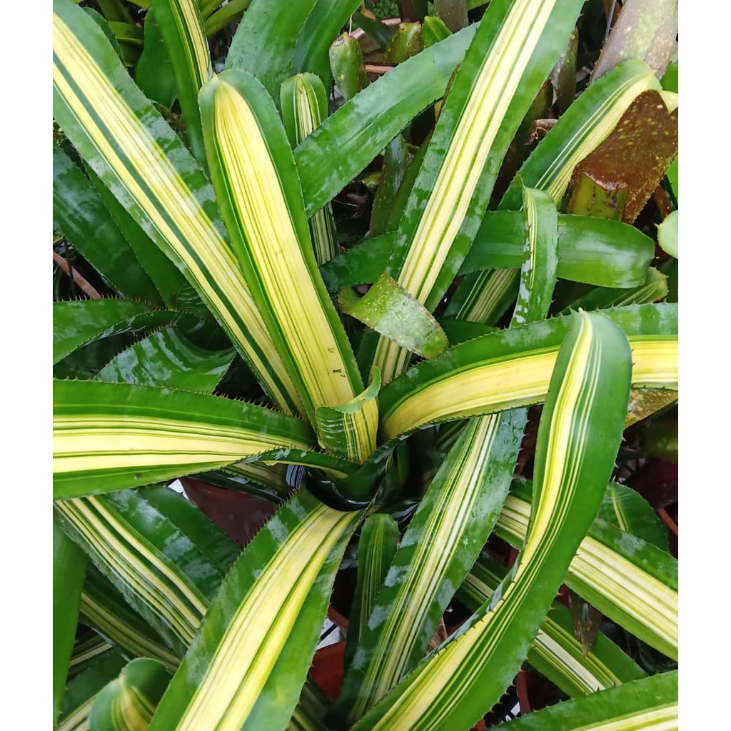 Bromeliad - Aechmea Chantinii Samurai | Shopee Malaysia