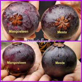Manggis mesta / manggis master hybrid / pokok manggis mester / pokok manggis mesta | Shopee Malaysia