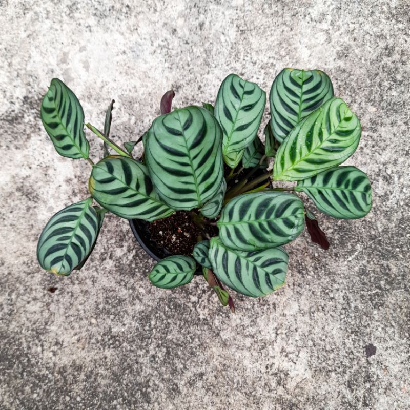 Ctenanthe Burle-Marxii Fishbone Prayer Plant Calathea Pokok Viral House ...