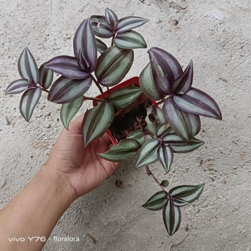 garden home pokok telinga kera | Shopee Malaysia