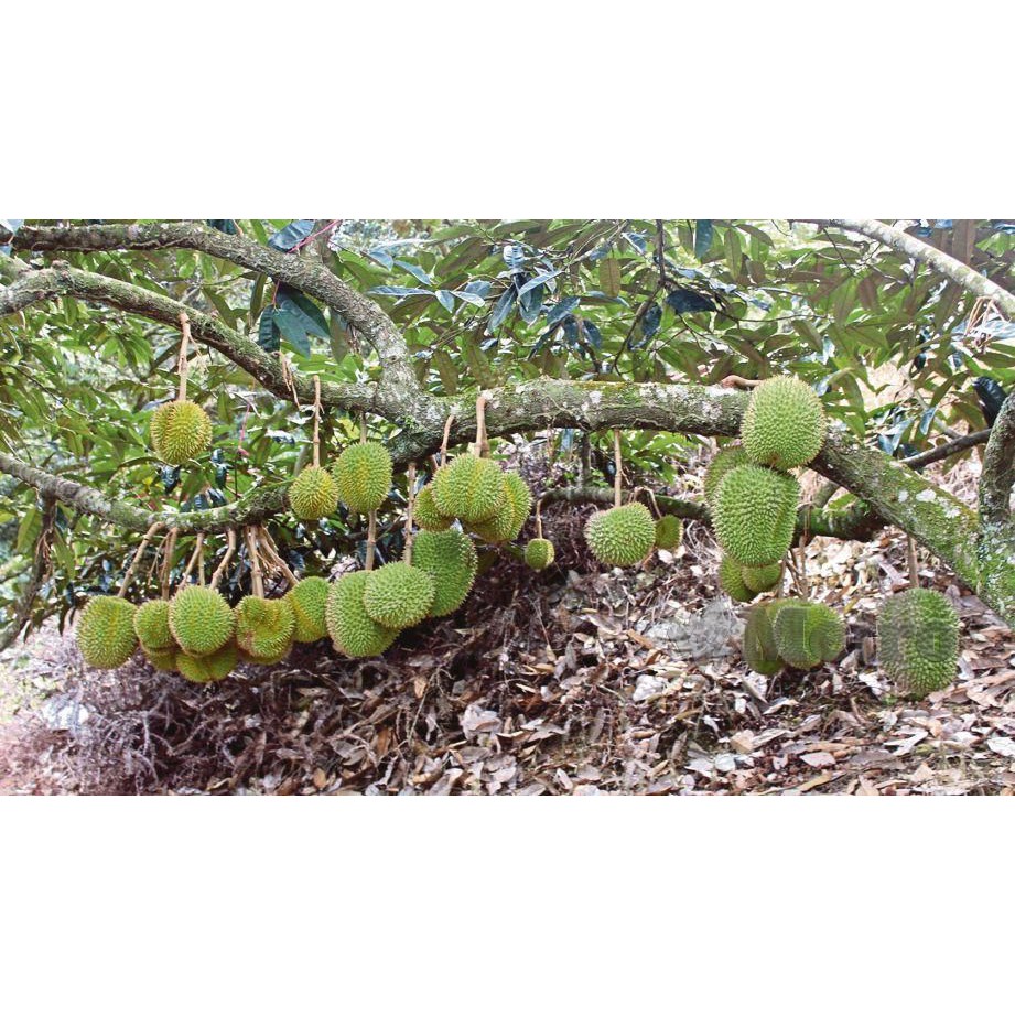 ANAK POKOK DURIAN IOI (D168) (MAS MUAR) (Kahwin) by AL PLANT | Shopee ...