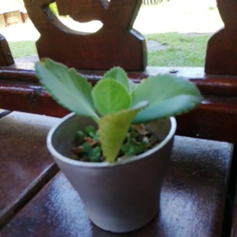 Anak pokok setawar kampung @ kalanchoe pinnata | Shopee Malaysia