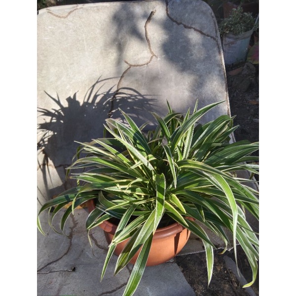 anak pokok (spider plant) | Shopee Malaysia