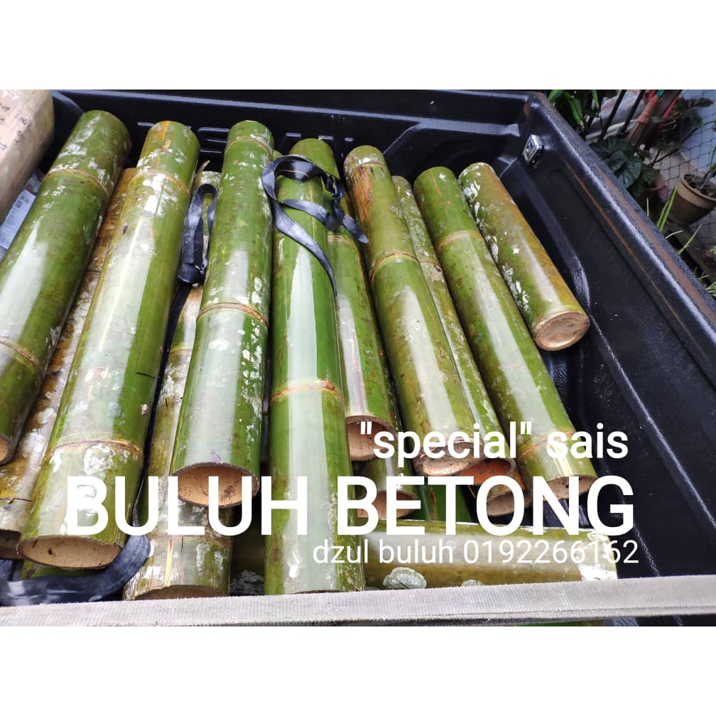 BULUH BETONG / BULUH BESAR SPECIAL SAIZ( 2 kaki : 24" inci) | Shopee ...