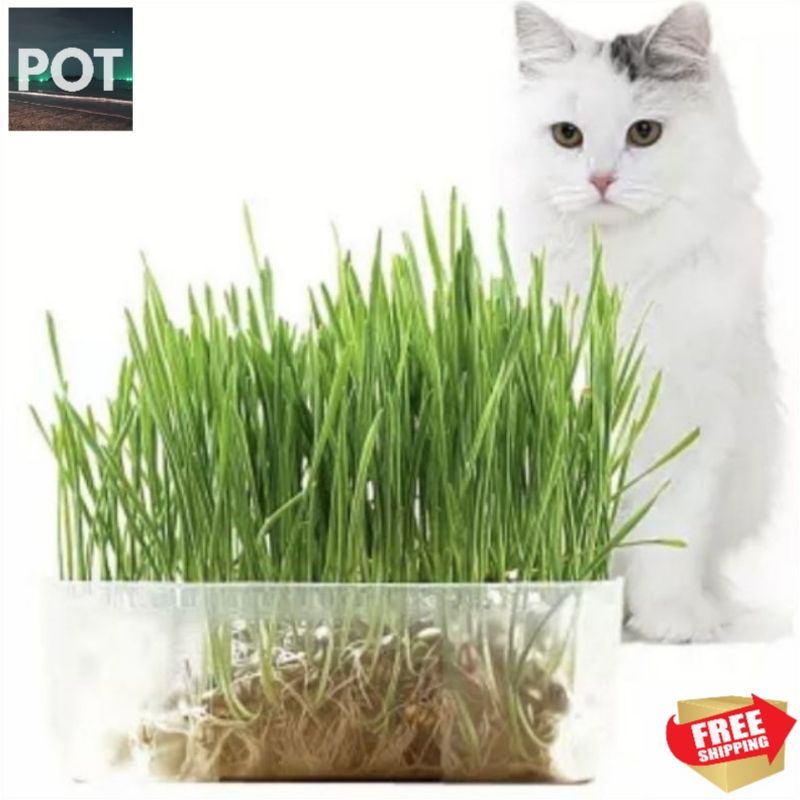 30g Cat Grass Rumput Kucing High Germination Rate Easy Senang Grow x ...