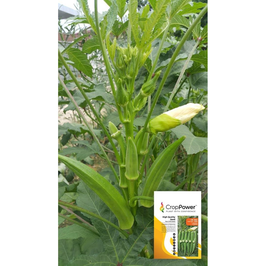 BIJI BENIH BENDI HYBRID ANAK IPOH/OKRA HYBRID F1 SEEDS-(15 SEEDS-REPACK ...