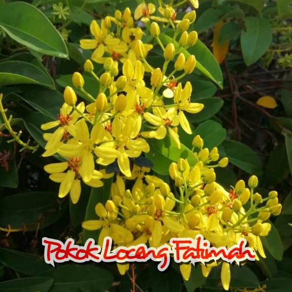 Anak Pokok Bunga Loceng Fatimah | Shopee Malaysia