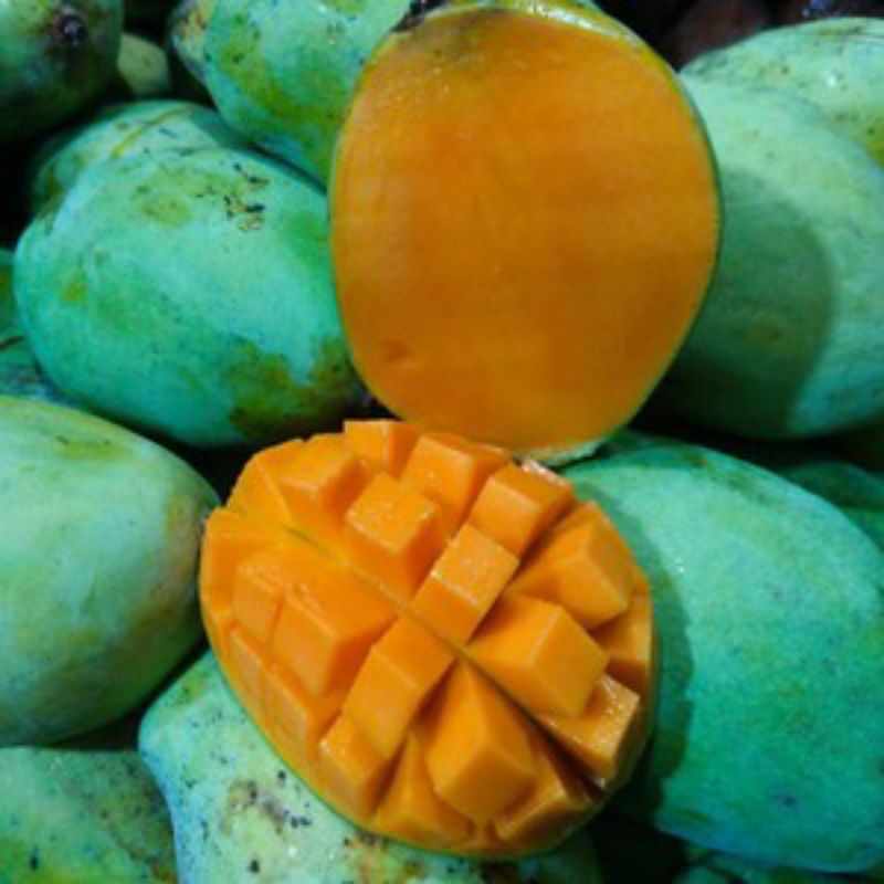 Anak Pokok Mangga Mas Hitam Hybrid | Shopee Malaysia