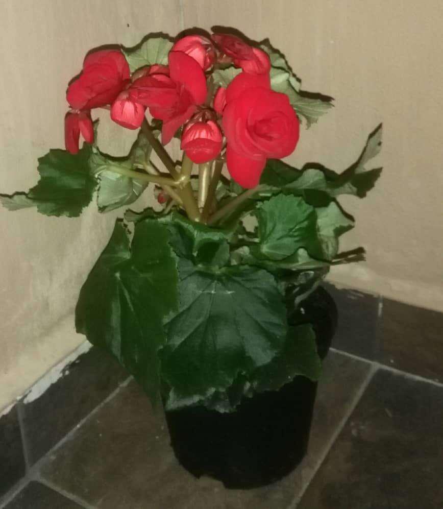 Bunga Begonia Merah Images