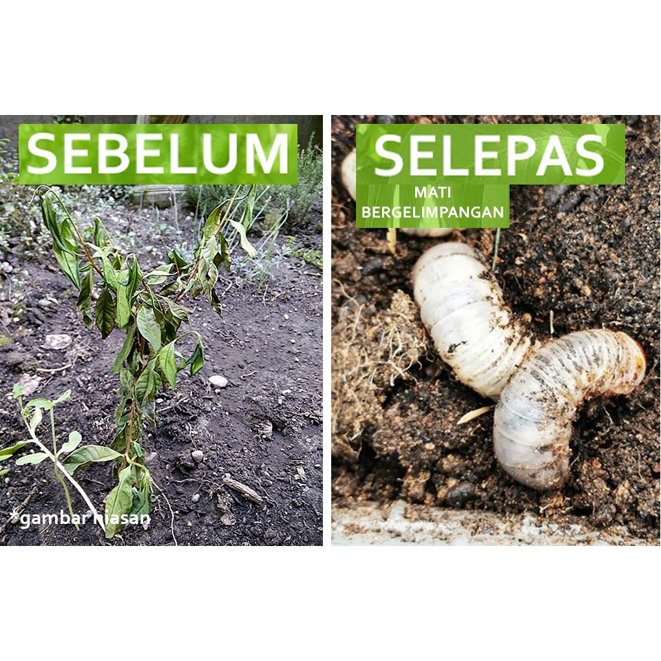 Racun Organik Layu Ulat / Ulat Ratus / Ulat Pangkas / Ulat Bulu ...