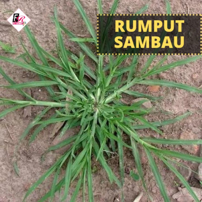 Rumput Sambau [FRESH] | Shopee Malaysia