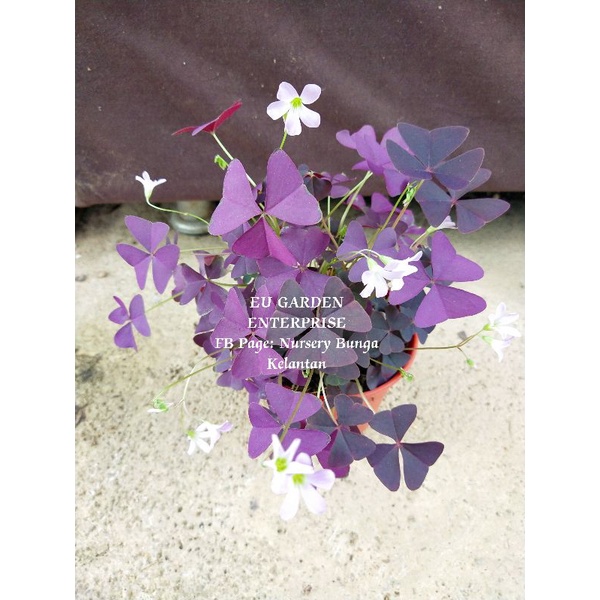 Oxalis Triangularis / False Shamrock Plant ( Pokok Rama- Rama ...