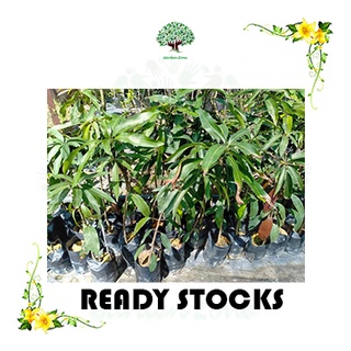 Anak Pokok Pelam Apple/ Pokok Pelam Epal/ Pokok Hidup Live Plant ...