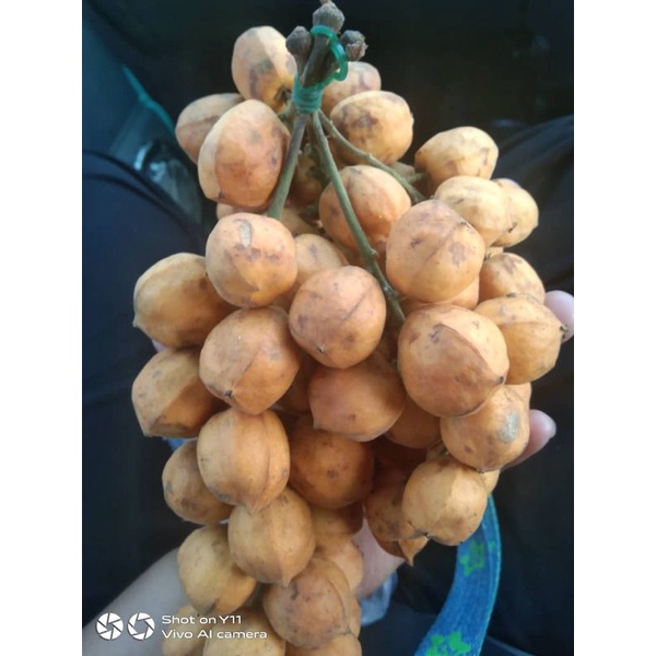 BUAH JENTIK JENTIK (masam masam manis) | Shopee Malaysia