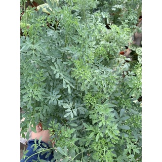 Pokok Busuk / Pokok Garuda 🌱 Rimbun / Pokok halau Nyamuk | Shopee Malaysia