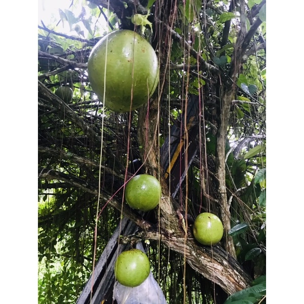 Buah Labu Kayu FRESH dr pokok ikhtiar kesihatan dan sakit kronik ...