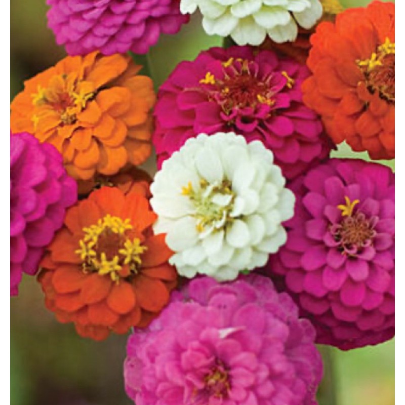 Biji benih pelbagai bunga zinnia (Part 2) | Shopee Malaysia