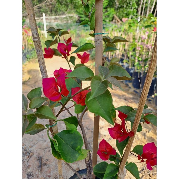 [LIVE PLANT] Bougainvillea / Pokok bunga kertas MERAH MAROON (SILA BACA ...