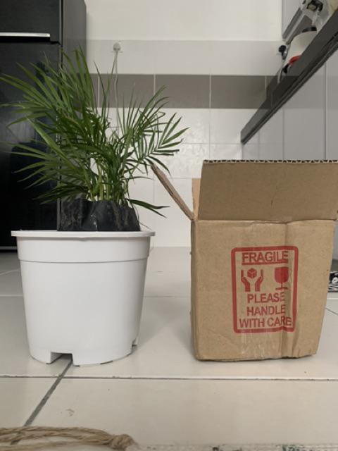 REAL LIVE PLANT JAVA PALM WITH POLYBAG GARDENING INDOOR PLANT POKOK ...