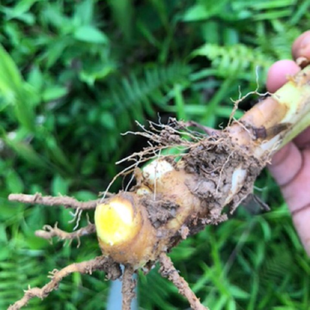 Pokok Temu Polibeg / Temu Pauh / Temu Mangga / Temu Kunyit / Mango ...