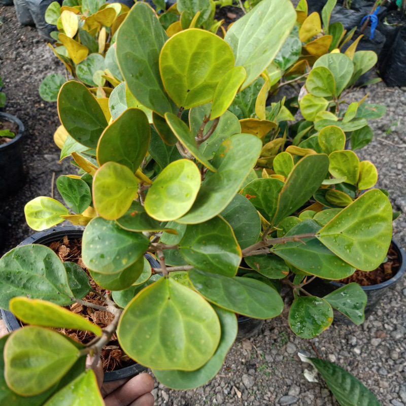Anak Pokok Mas Cotek/Ficus deltoidea | Shopee Malaysia