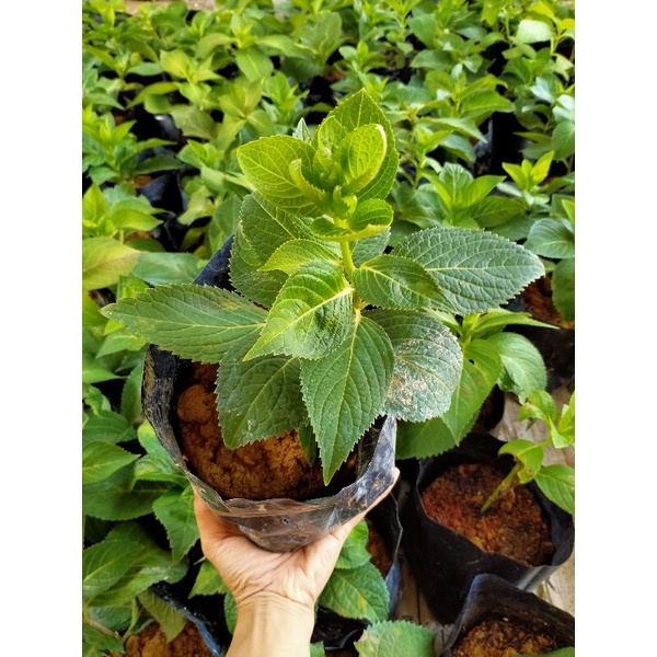 Hydrangea plant / pokok siti zubaidah / bunga 3bulan (anak pokok baka ...