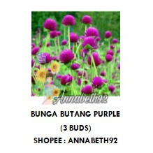 Biji Benih Bunga Butang Purple (Ready Stock) | Shopee Malaysia