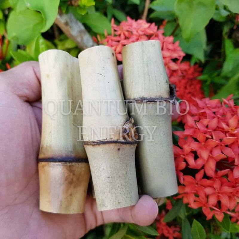 Buluh Tumpat Asli (RARE ITEM) 8 cm / Asli Dari Pahang | Shopee Malaysia