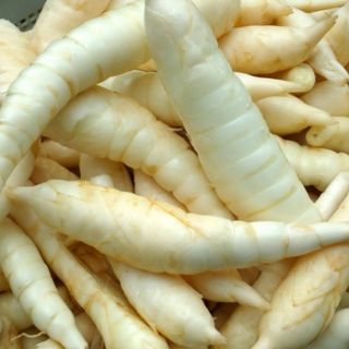 Sagu Bembam, sagu belanda, ubi garut, pelbagai Khasiatnya, ubi dia bole ...