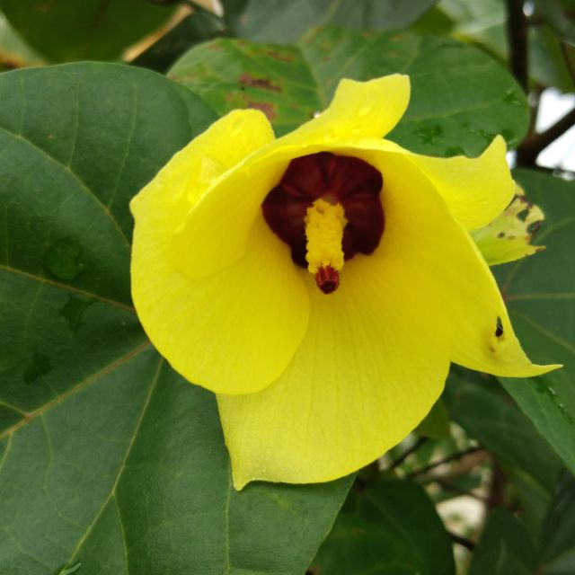 Biji benih bunga hibiscus | Shopee Malaysia