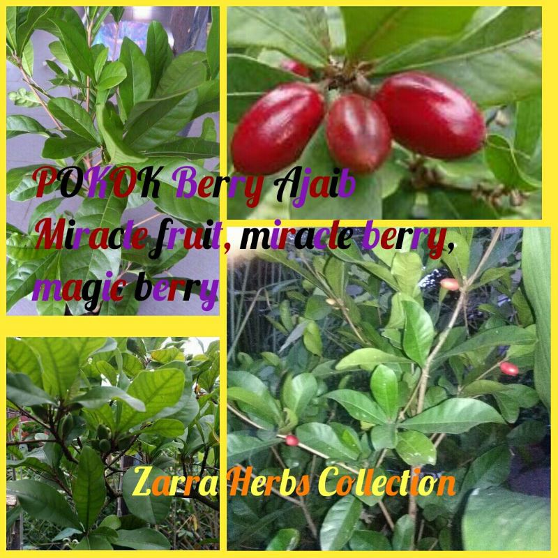 Pokok buah Ajaib,miracle Berry. jualan anak pokok sahaja dari biji ...