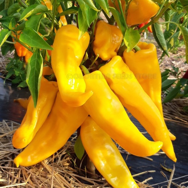 10pcs Escamillo sweet pepper/ Salad Pepper | Shopee Malaysia